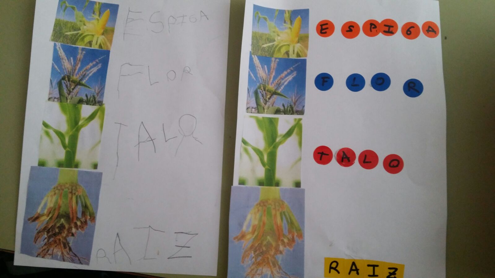 @S PEQUECH@S DE NOA: AS PARTES DO MILLO