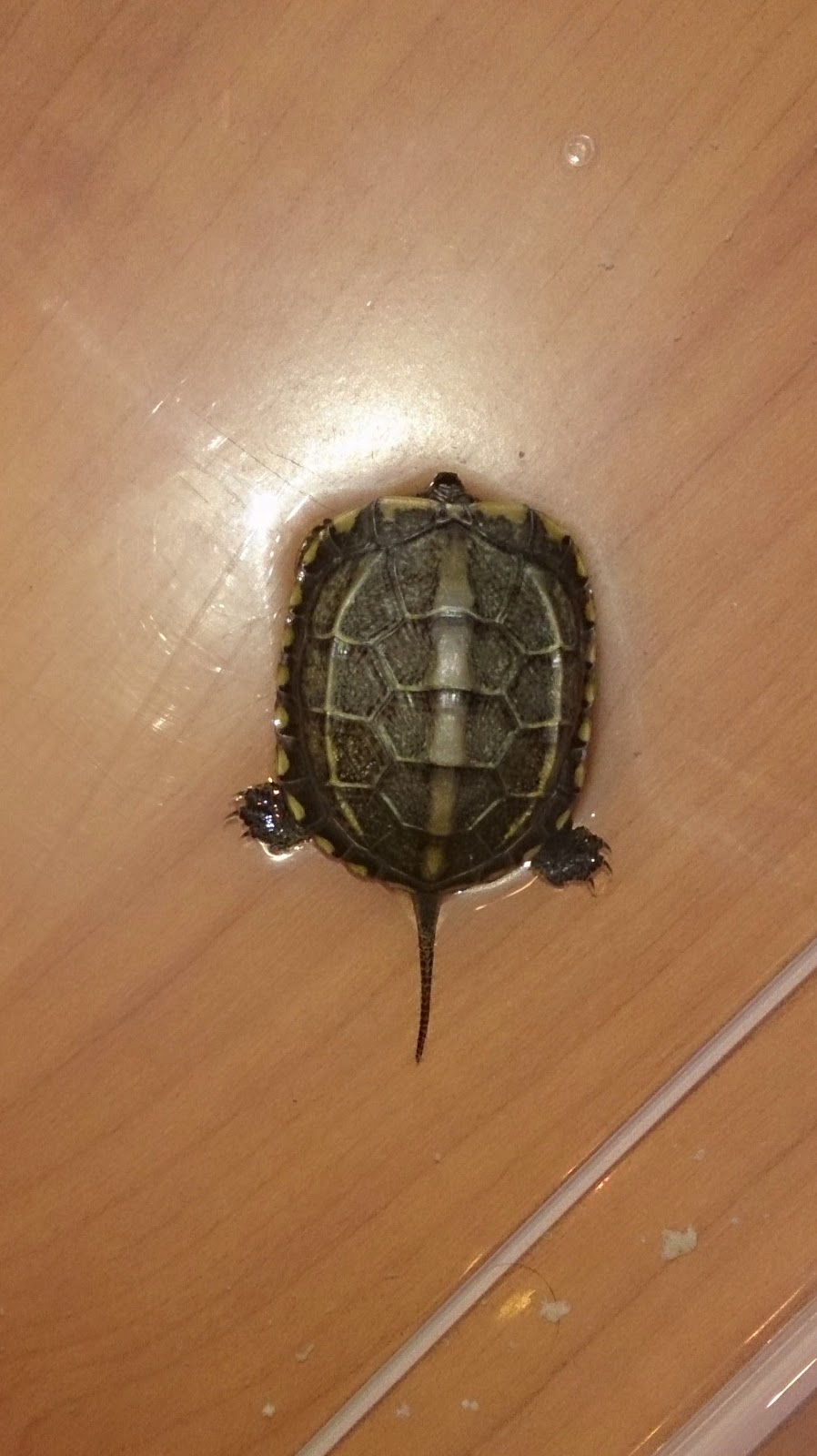 Info. Animales Domésticos: Tortuga china de tres crestas (Chinemys ...