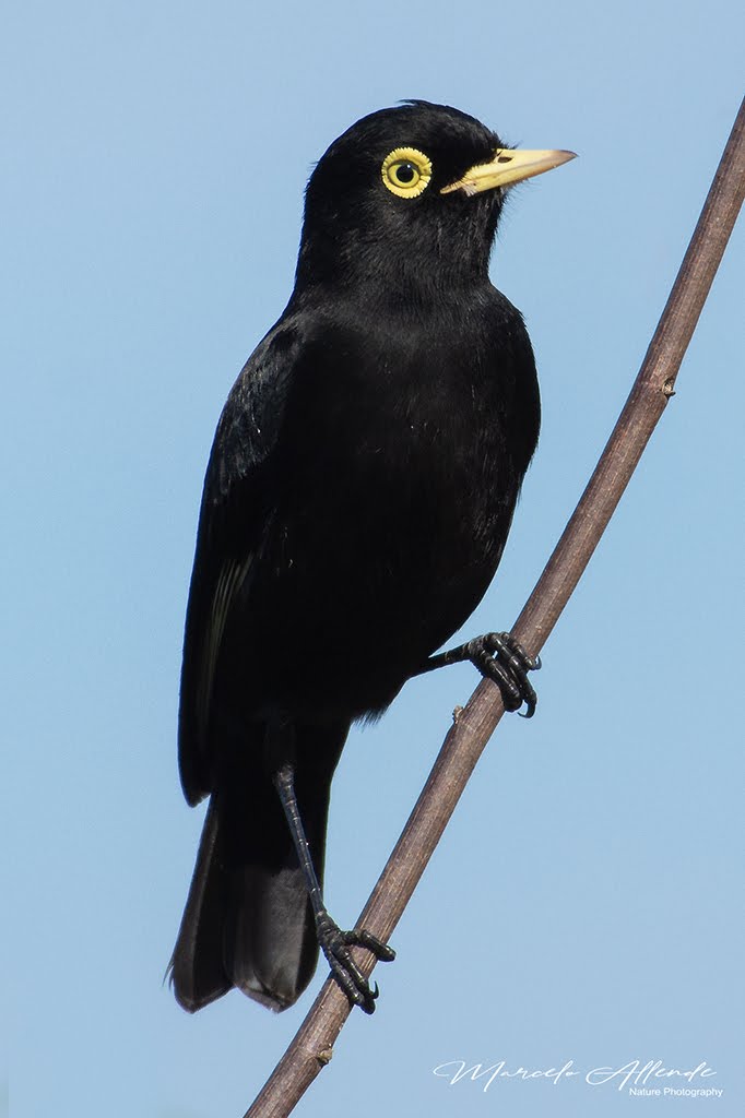 Pico de plata (Spectacled Tyrant) Hymenops perspicillatus | Focusing on ...