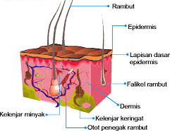 Kulit Sehat mu: Struktur anatomi dan fungsi kulit
