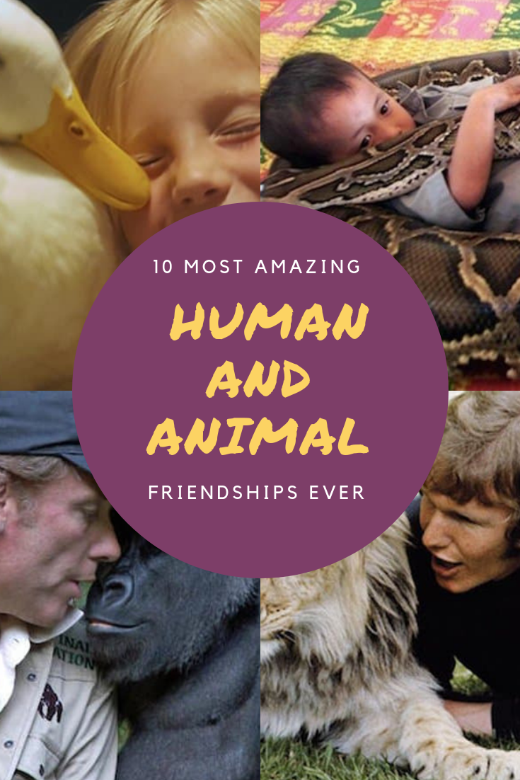 10 Most Amazing Human And Animal Friendships ~ NEWSOLOGIES