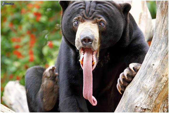 Yellowstone National Park : Baribal