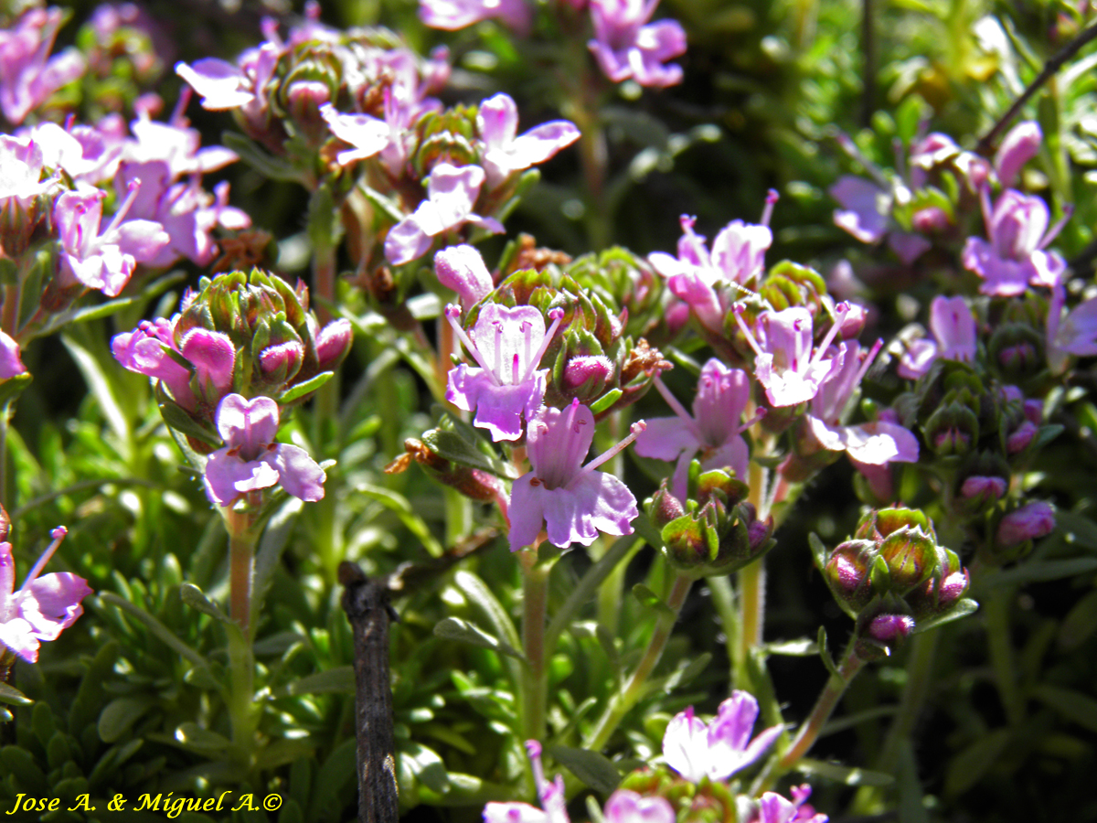 Flora, Fauna y Paisajismo del Suroeste Salmantino: Tomillo rastrero ...