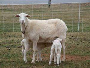 Características de la raza