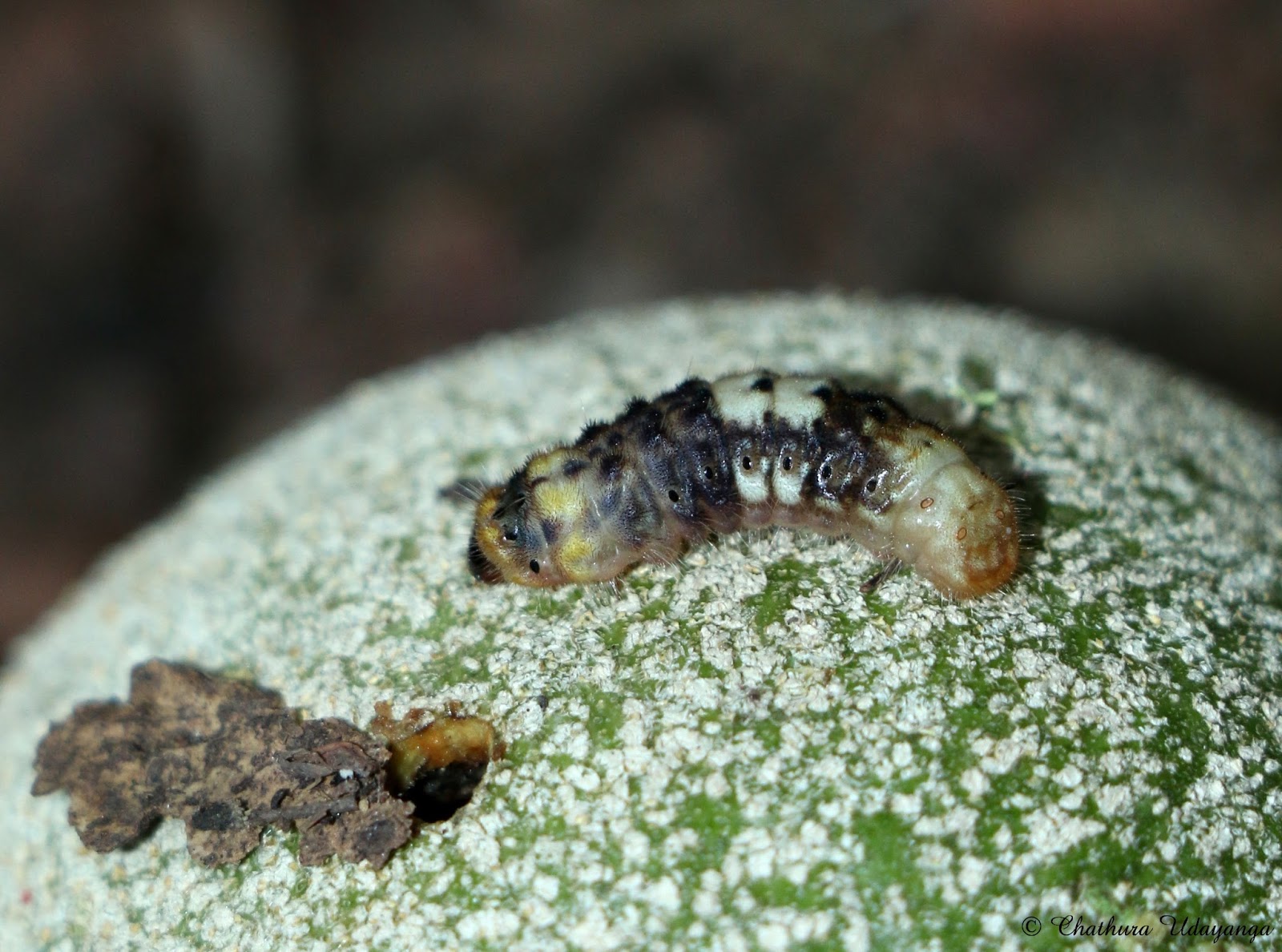 Nature Of Srilanka: Common Guava Blue ( Virachola isocrates)