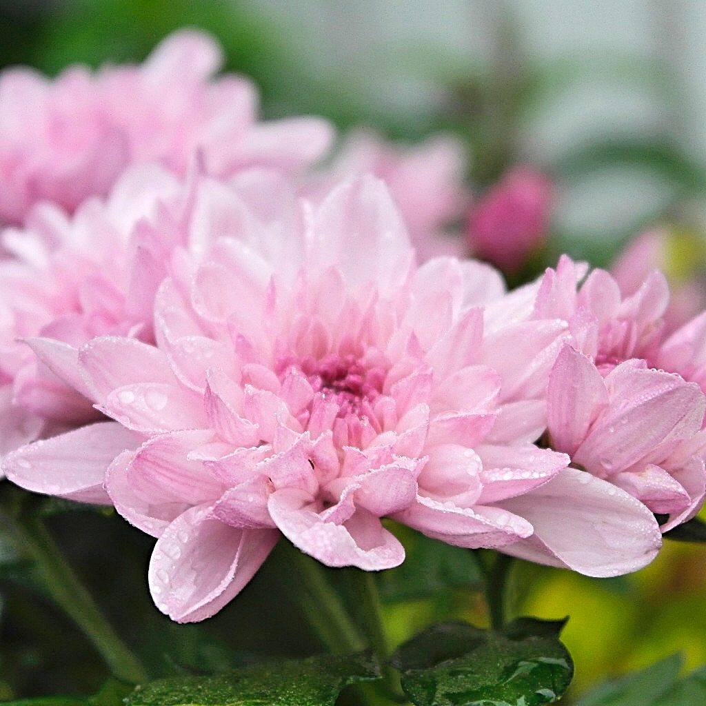 Floral Passions: Bye, Bye Floral Bliss!