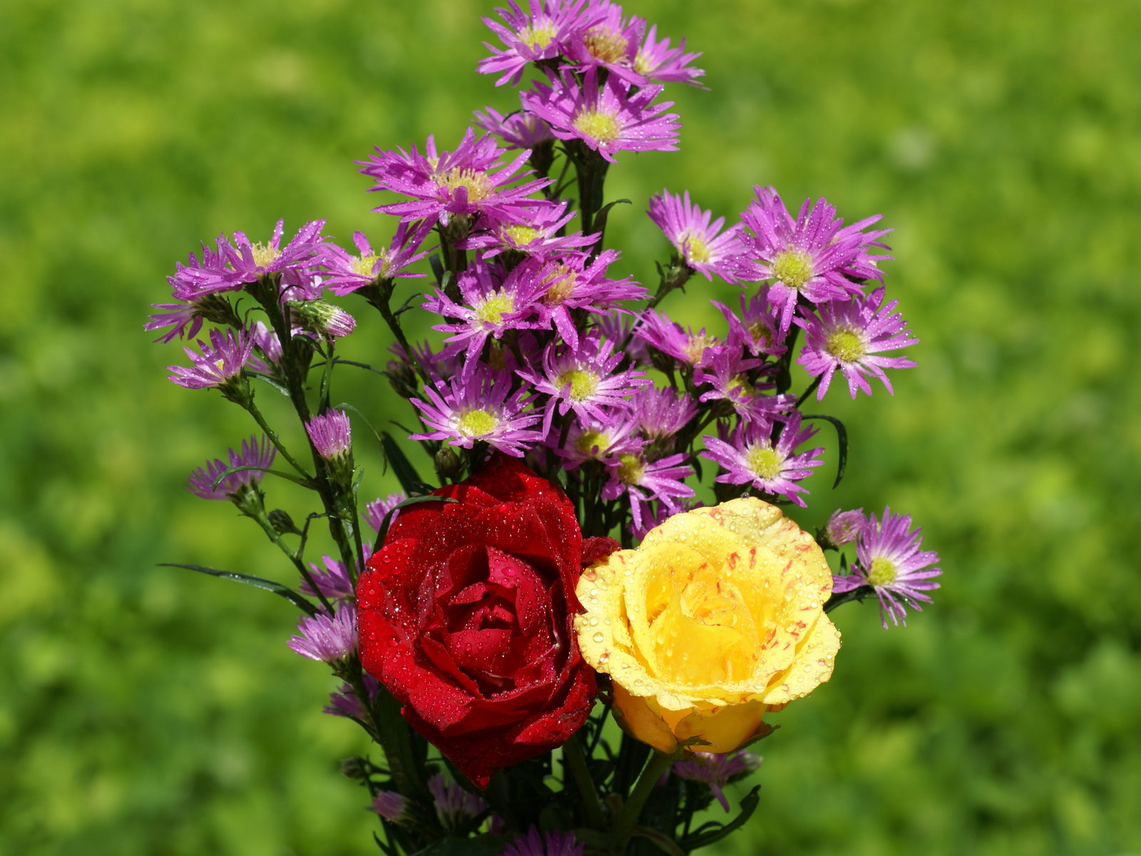 Imágenes de rosas hermosa - Imagui