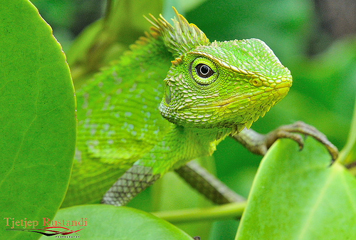 Selingan: Bagaimanakah Bunglon Bermimikri