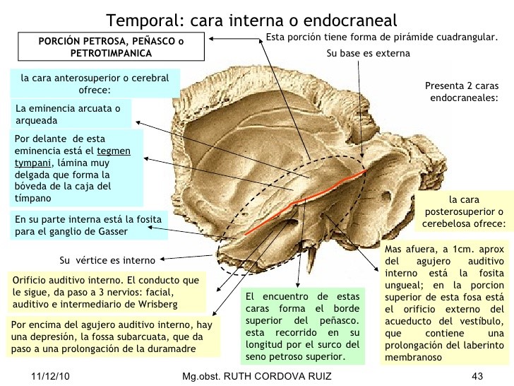 ANATOMÍA HUMANA: julio 2018