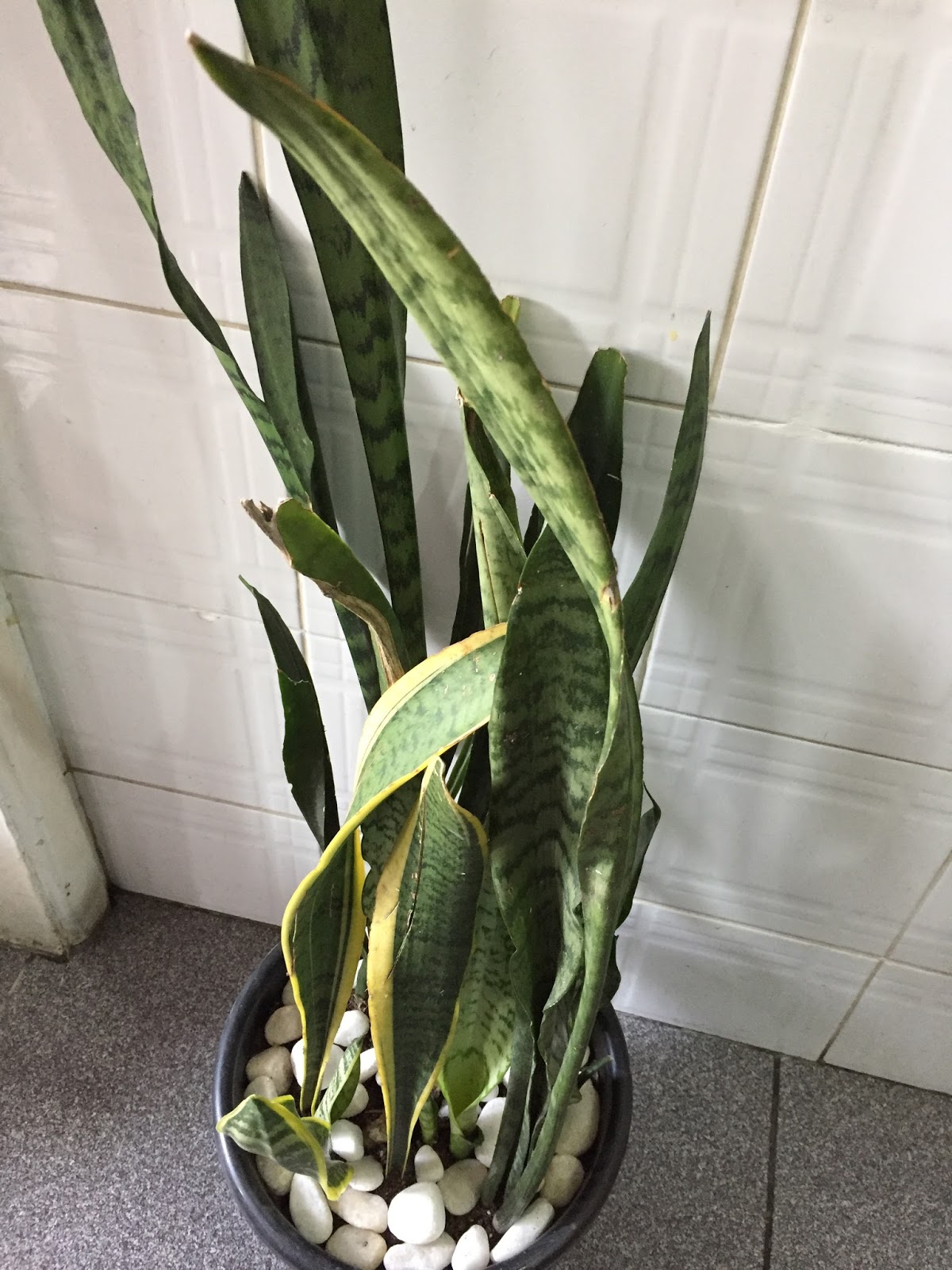 PLANTAS DA PASTORA VANIA GOMES: ESPADA - SANSEVIERIA