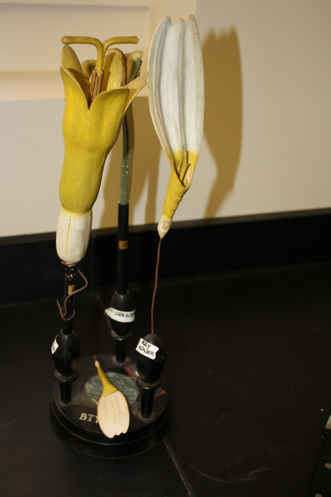 UF BOT 2710: Practical Plant Taxonomy: Lab 7: General structure of ...