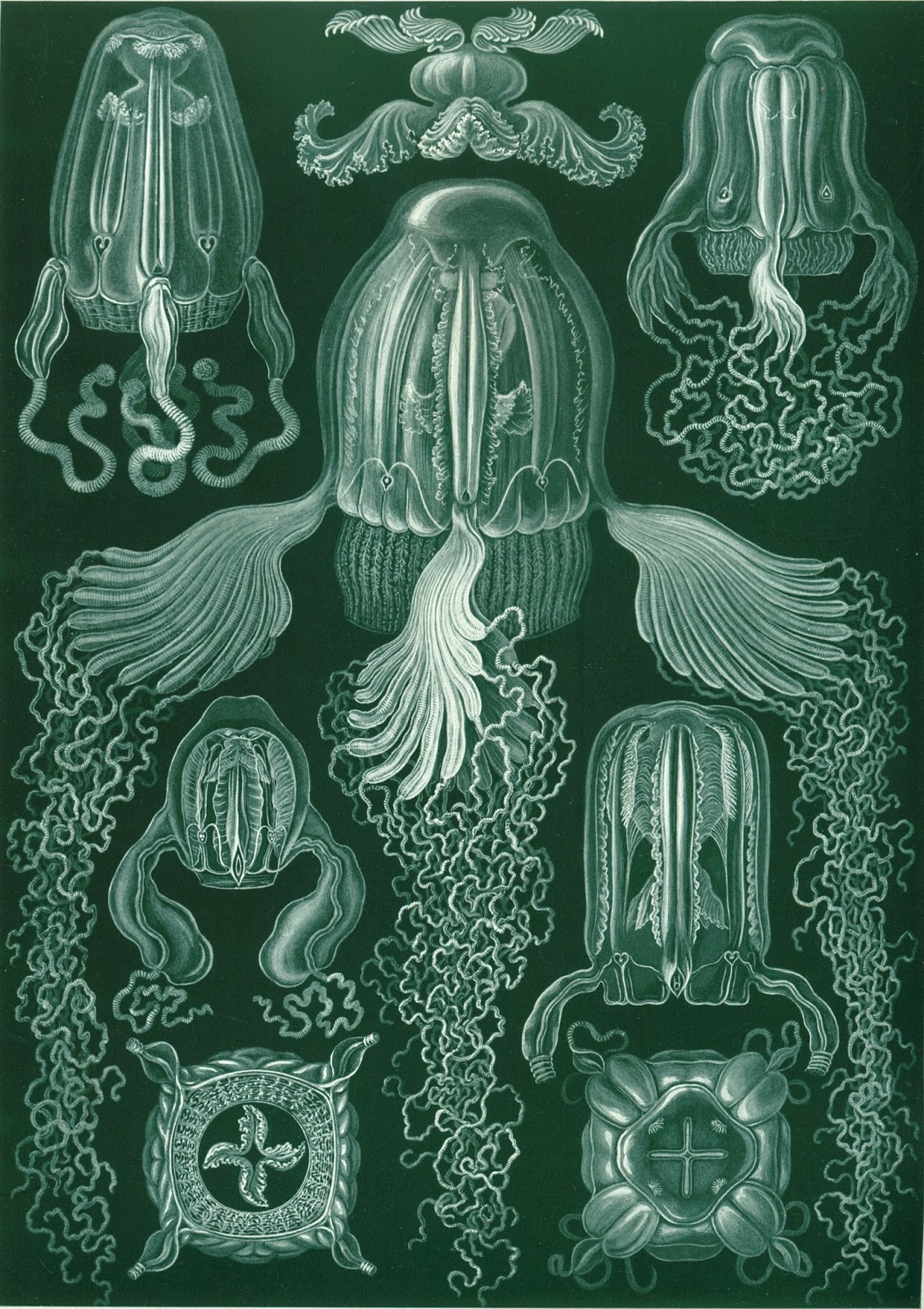 Bwhat Box Jellyfish bwhat-box-jellyfish