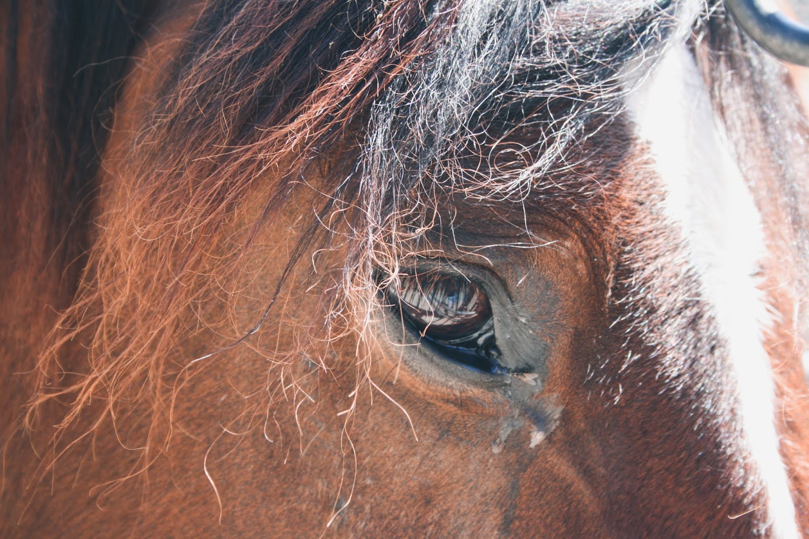 Traverse Photography.Christine Nicole: Stepp Stables, Camp Pendleton CA