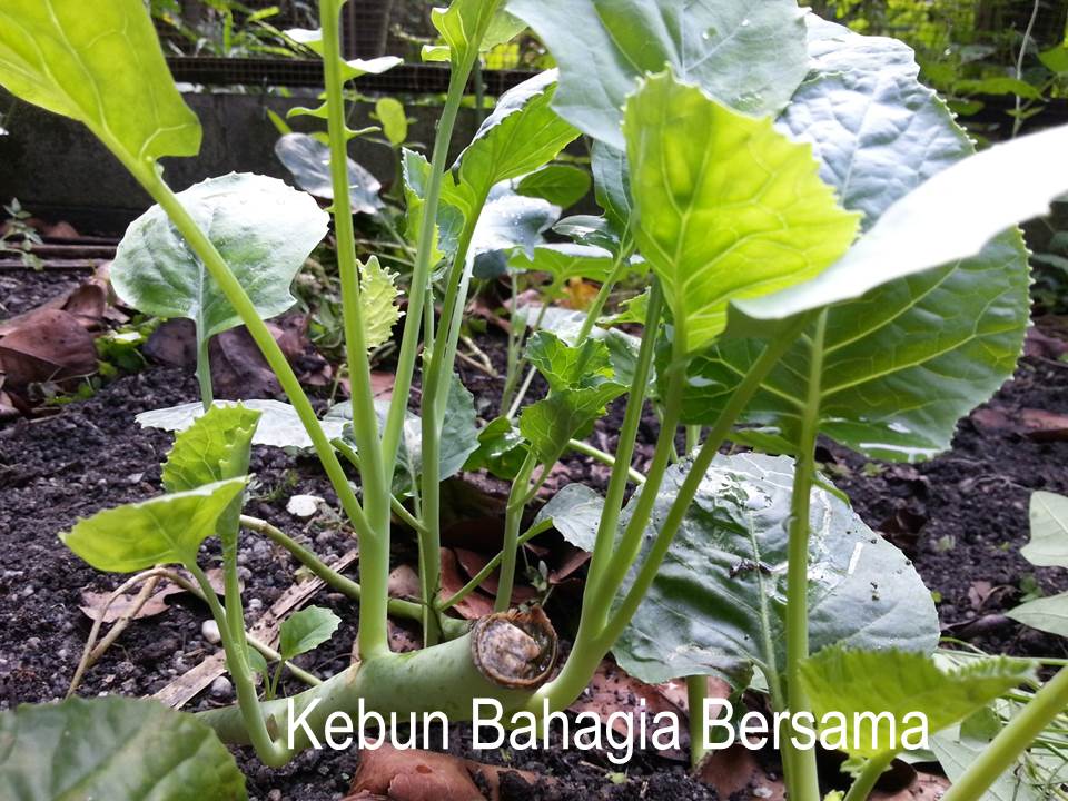 Kebun Bahagia Bersama: Glossy Kailan