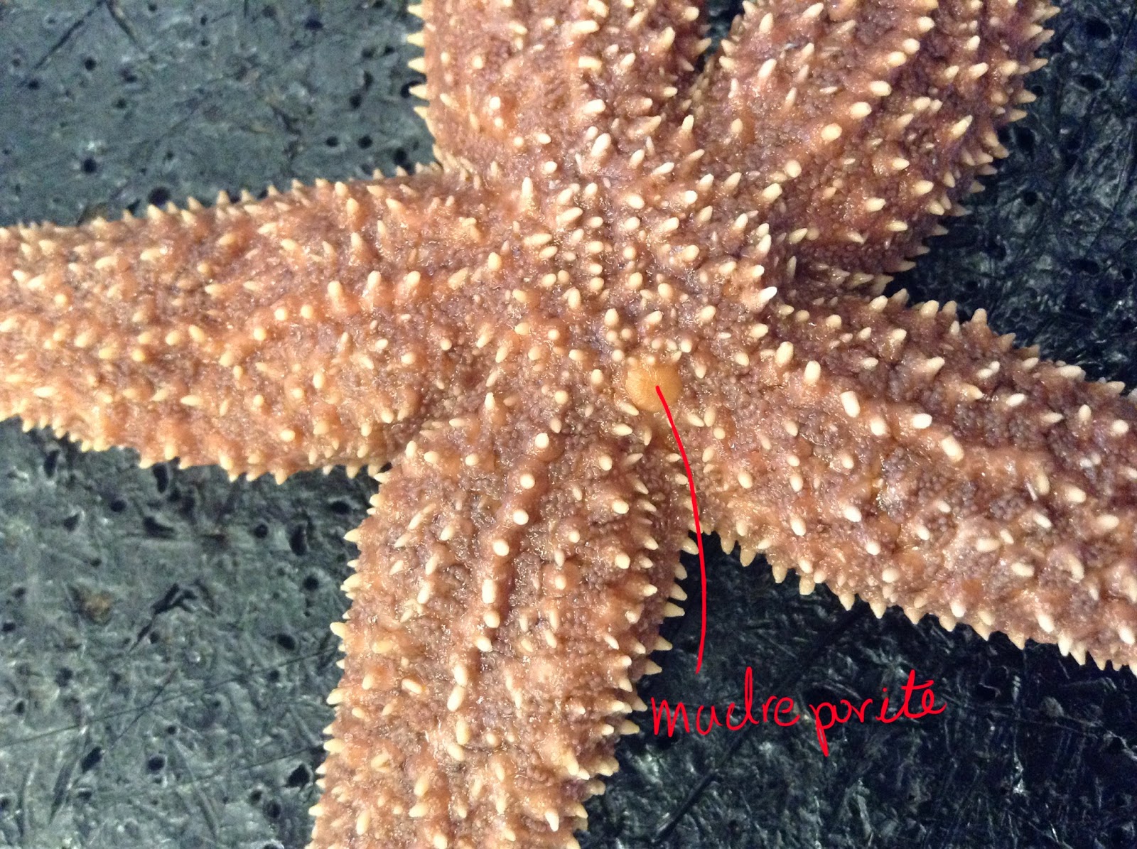 Set The House Spider Free: Star Fish Dissection