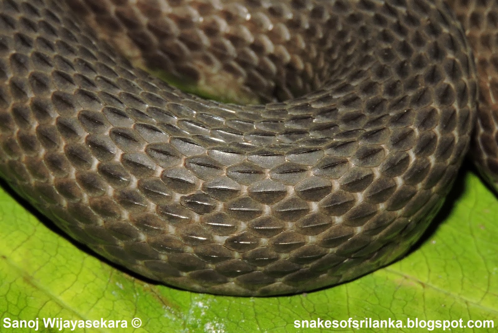 Dog-Faced Water Snake/කුණුදිය කලුවා (Cerberus rynchops-Schneider, 1799)