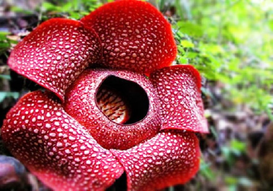 RAFFLESIA ARNOLDII FLOWER photos - wallpapers | the fun bank