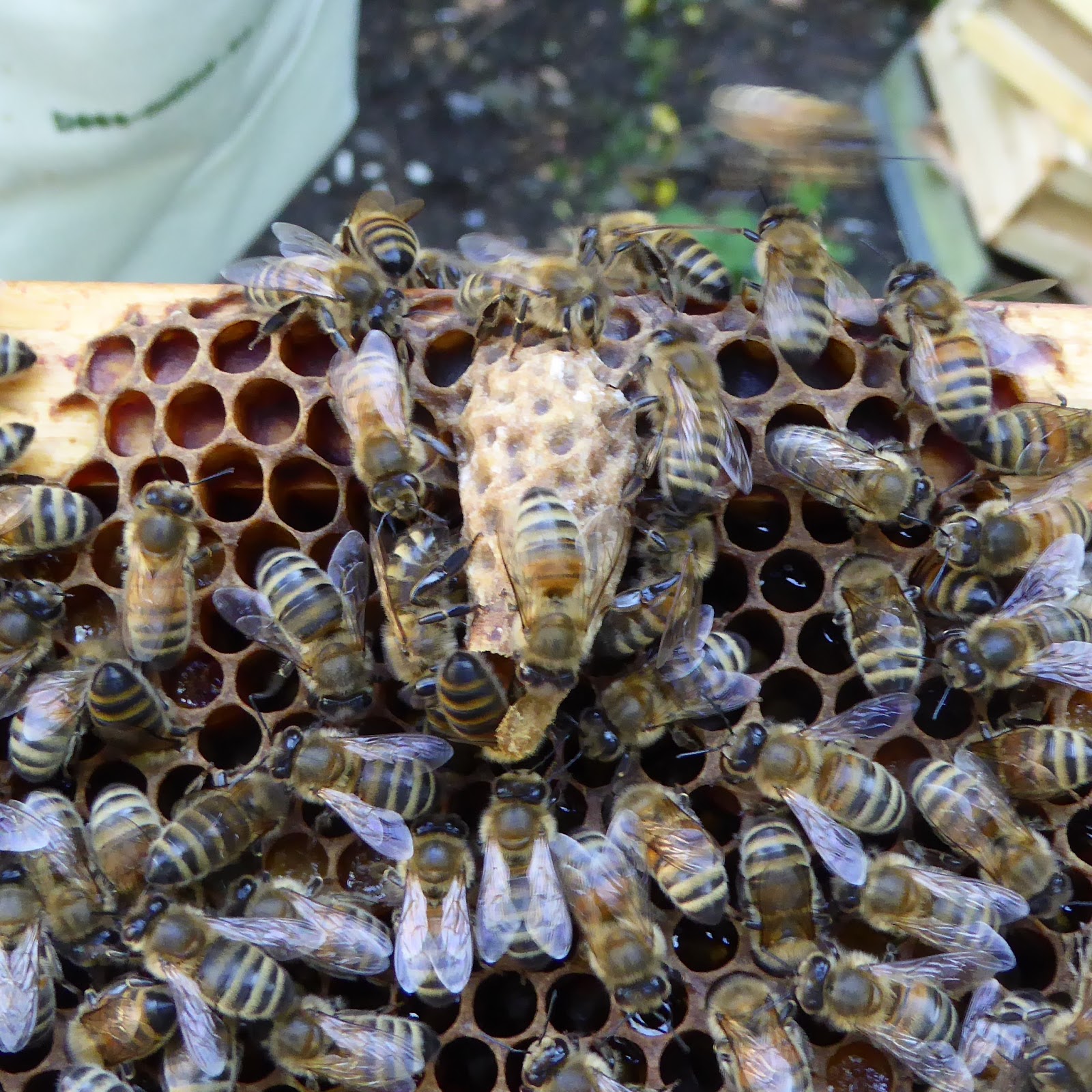 The Southdown Apiary: One Queen, Two Queen, Hatched Queen, Flew Queen