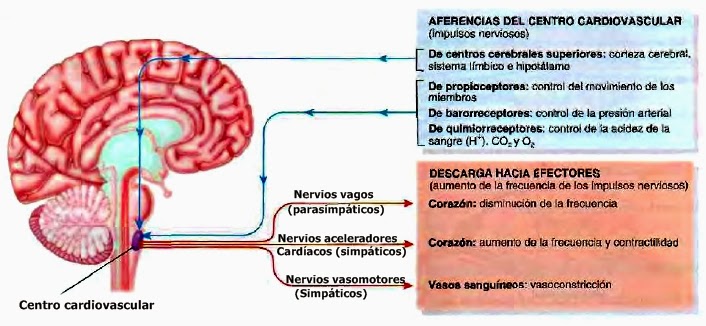 Control de la presión arterial y el flujo sanguíneo