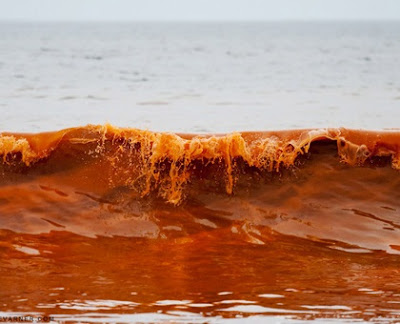 LES ESPRITS CONSCIENTS: Une Marée Rouge Toxique en Floride