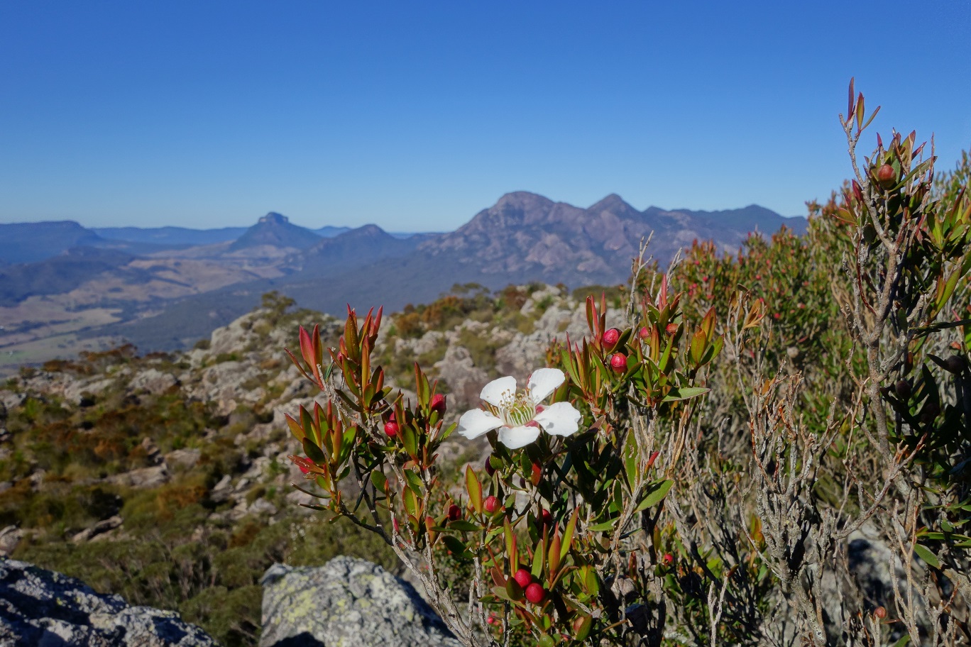 Conqueror of the Mountains of Australia in General and South East ...