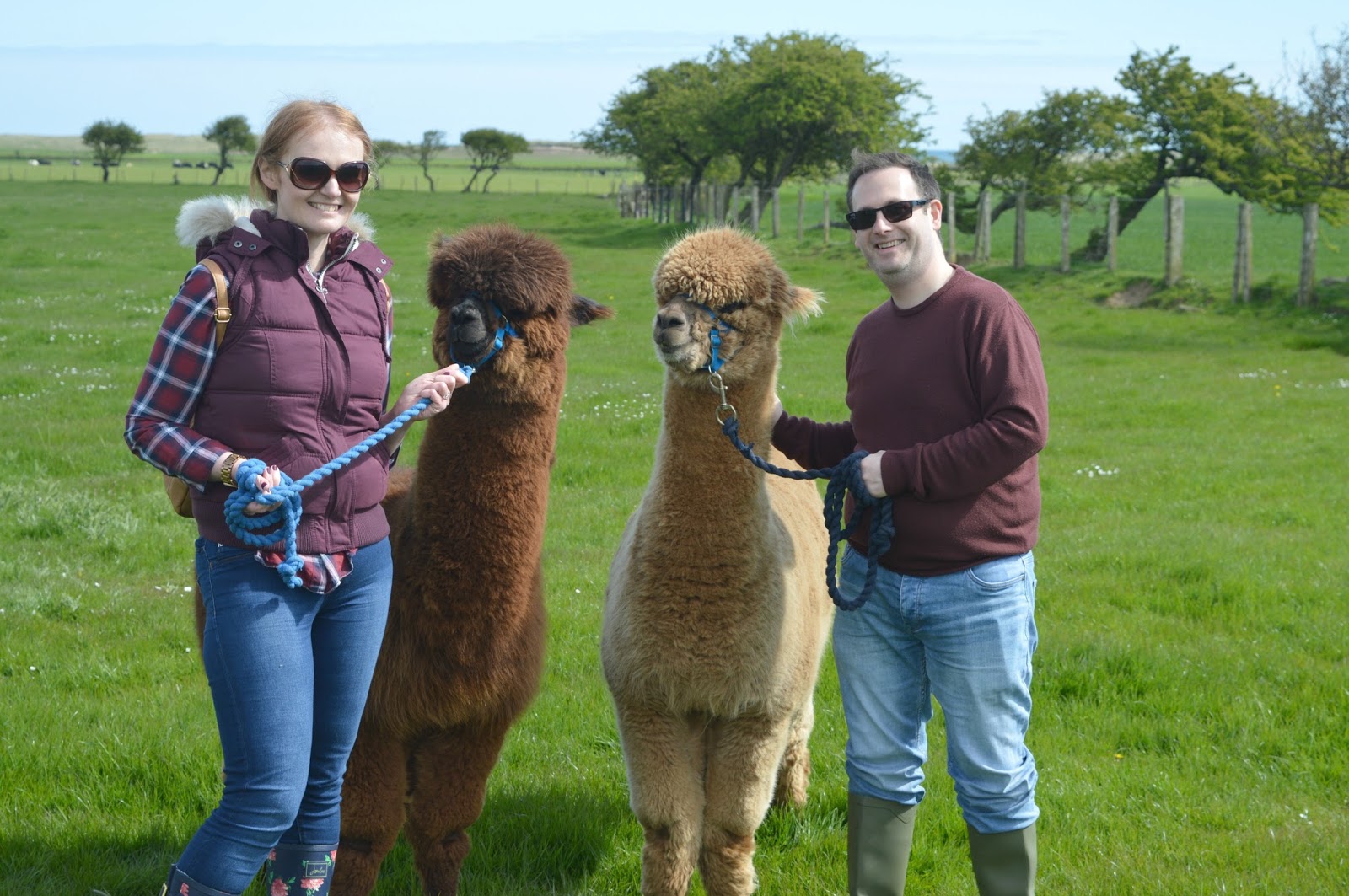 Alpaca Walking in Northumberland | New Girl in Toon