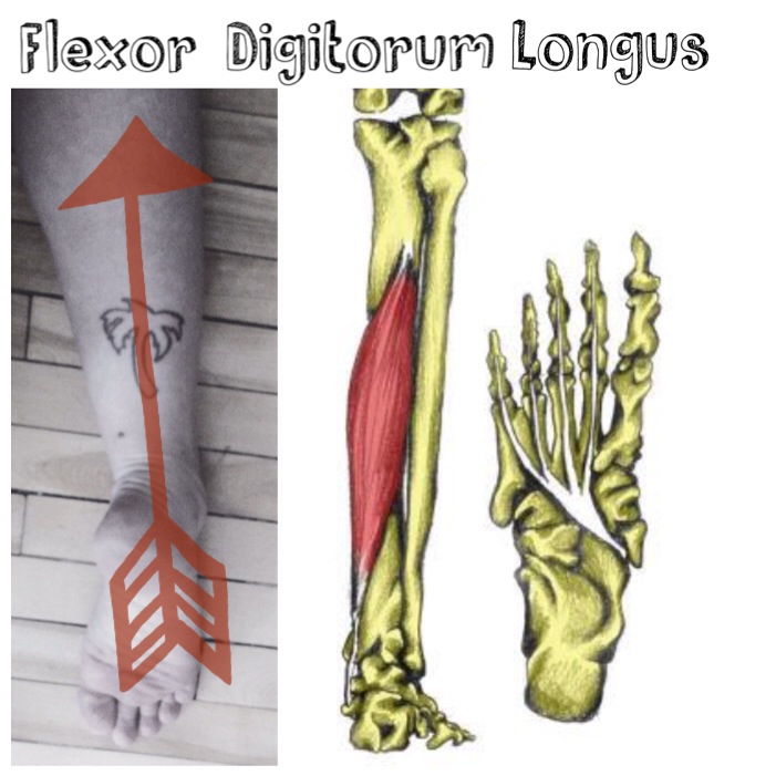 The Hip Joint: Flexor Digitorum Longus - of the "deep posterior ...