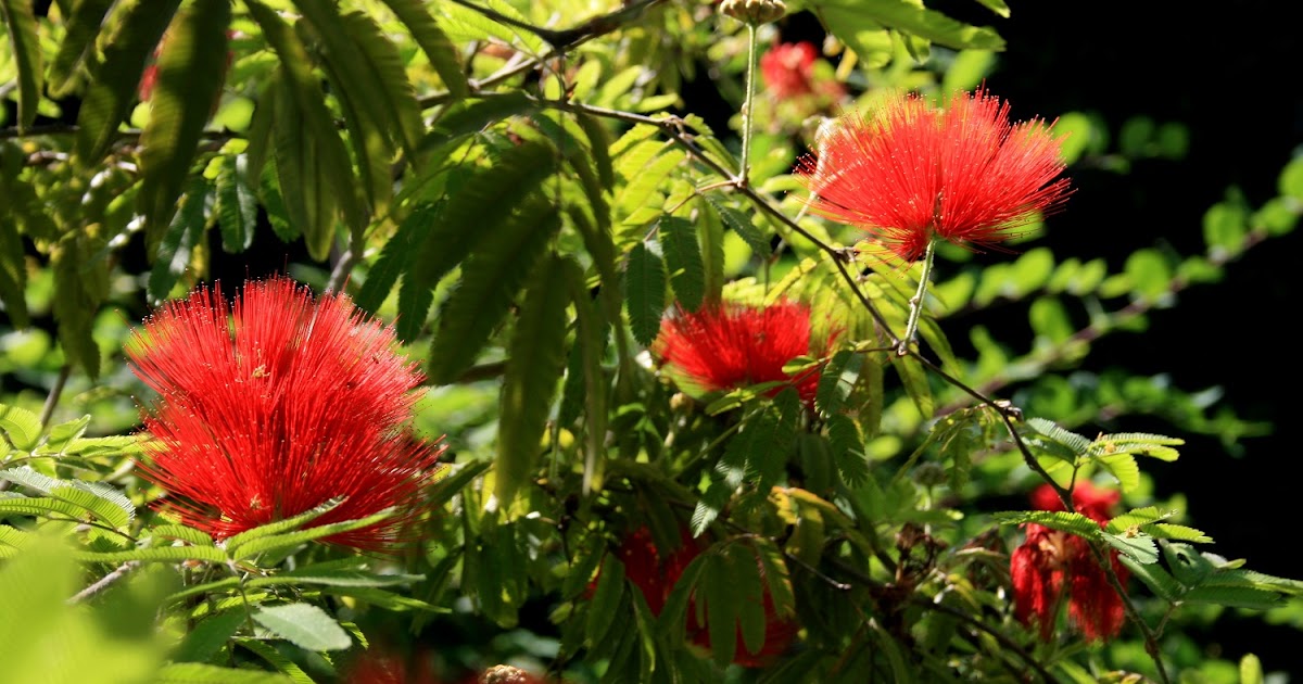 Centro Integrado de Paisajismo y Agroecología, S.Coop.And. (CENINPA ...