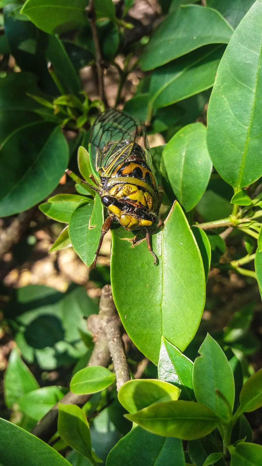 Insecto chicharra wallpapers celular