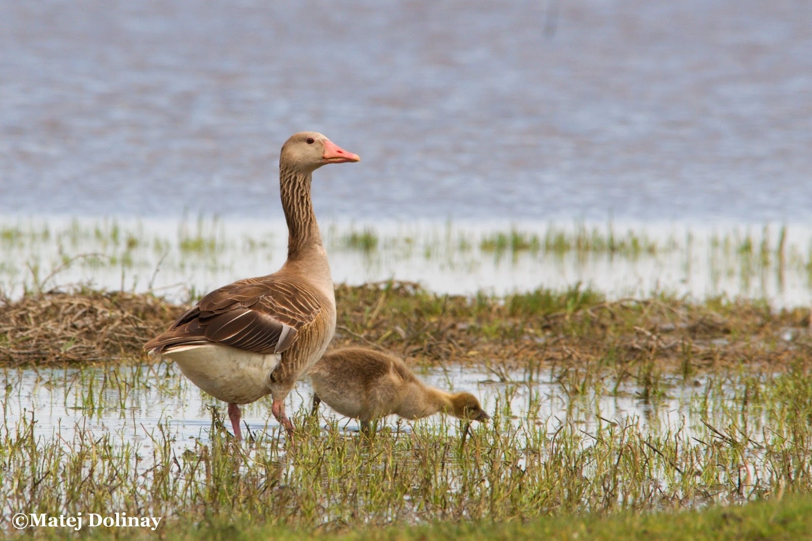 Evolutionary Vertebrate Zoology: 2013