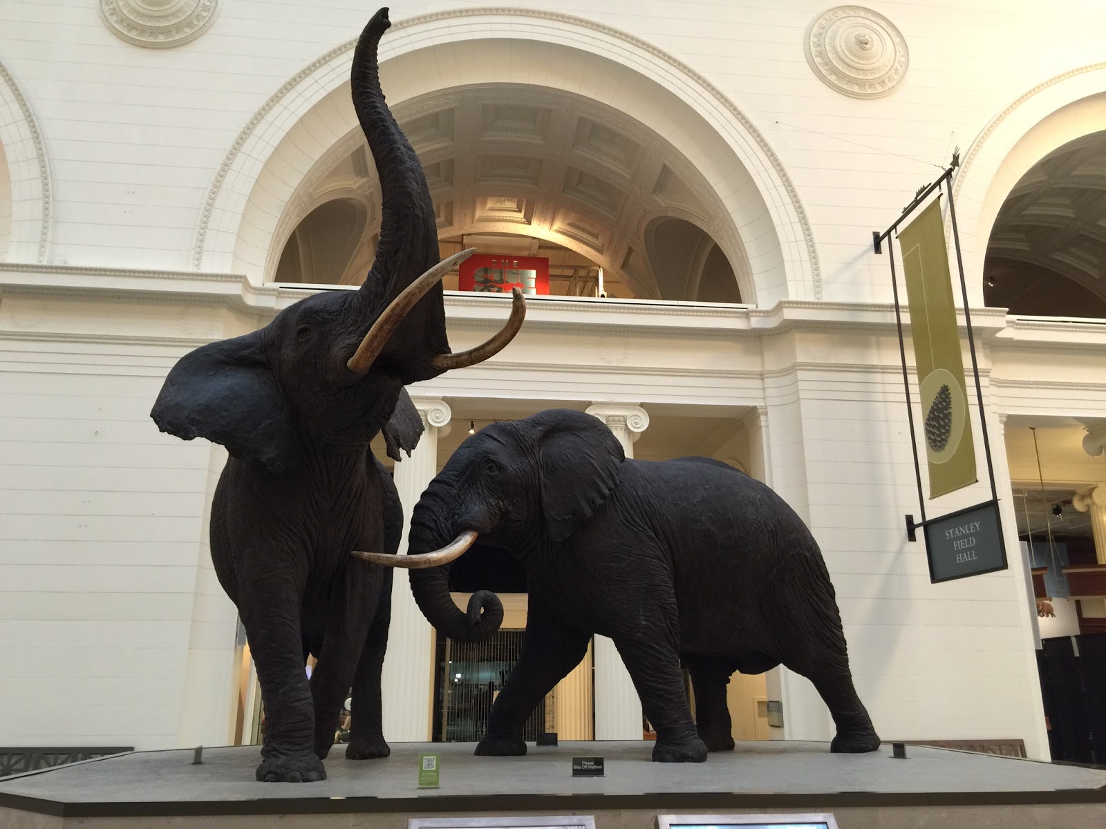 Critical Thoughts: Fighting African Elephants at the Field