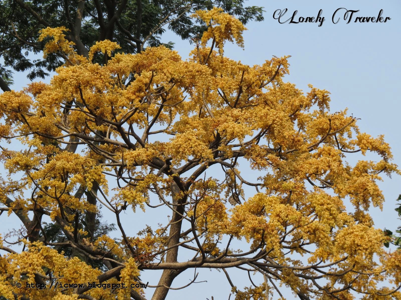 Udal ful (উদাল ফুল) - Sterculia villosa