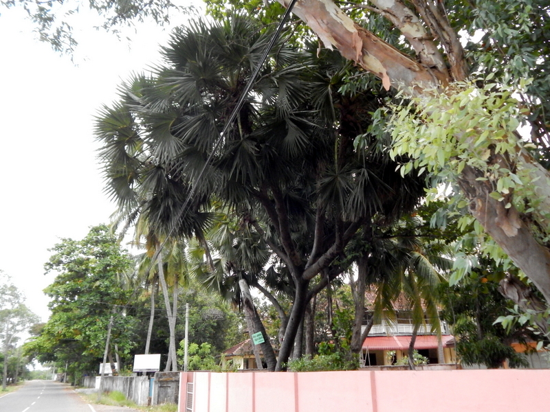 Images of Sri Lanka on blogspot.com: The Palmyra tree with branches and ...