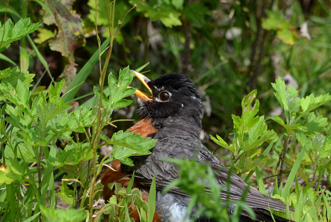 Woods Walks and Wildlife: July 2014