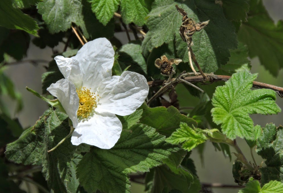 Your Daily Dose of Sabino Canyon: May 2014