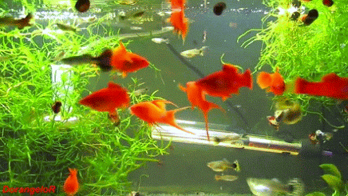 🕊 GIF`s - IMAGINATIA IN MISCARE: GIFURI CU PESTI