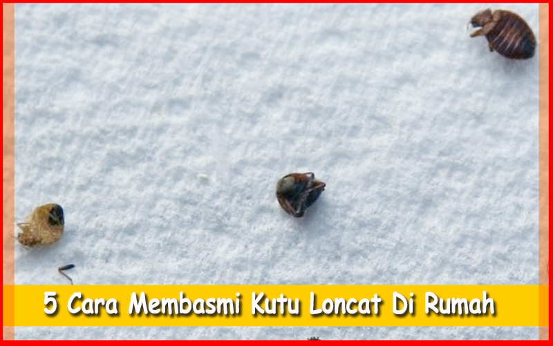 5 Cara Membasmi Kutu Loncat Di Rumah Yang Mudah | Tips Membuat Rumah ...