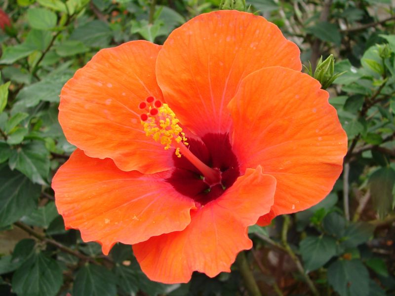 Flores y árboles: Pacifico. rosa de China o flor del beso