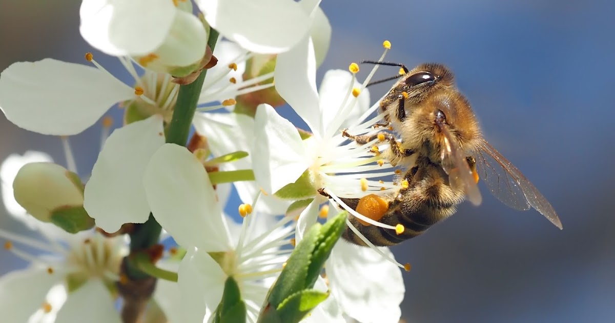 L'ALIMENTO DELL'APE REGINA