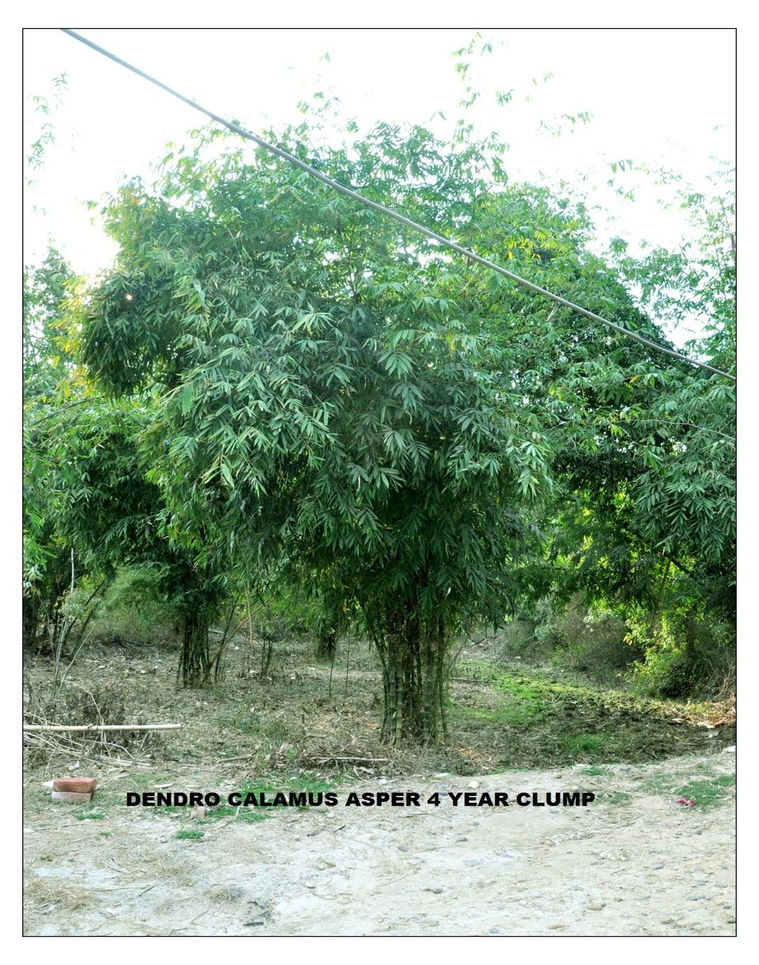 BamBoo - A Miracle Plant: Bamboo -Life Cycle- Making of Bamboo Clamp ...