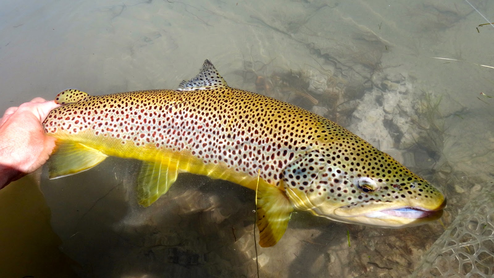 The Fly Syndicate: Fly Fishing Northern Nevada - The Trifecta