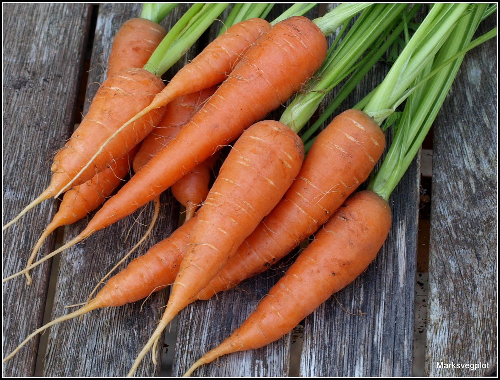 Mark's Veg Plot: Harvesting Carrots