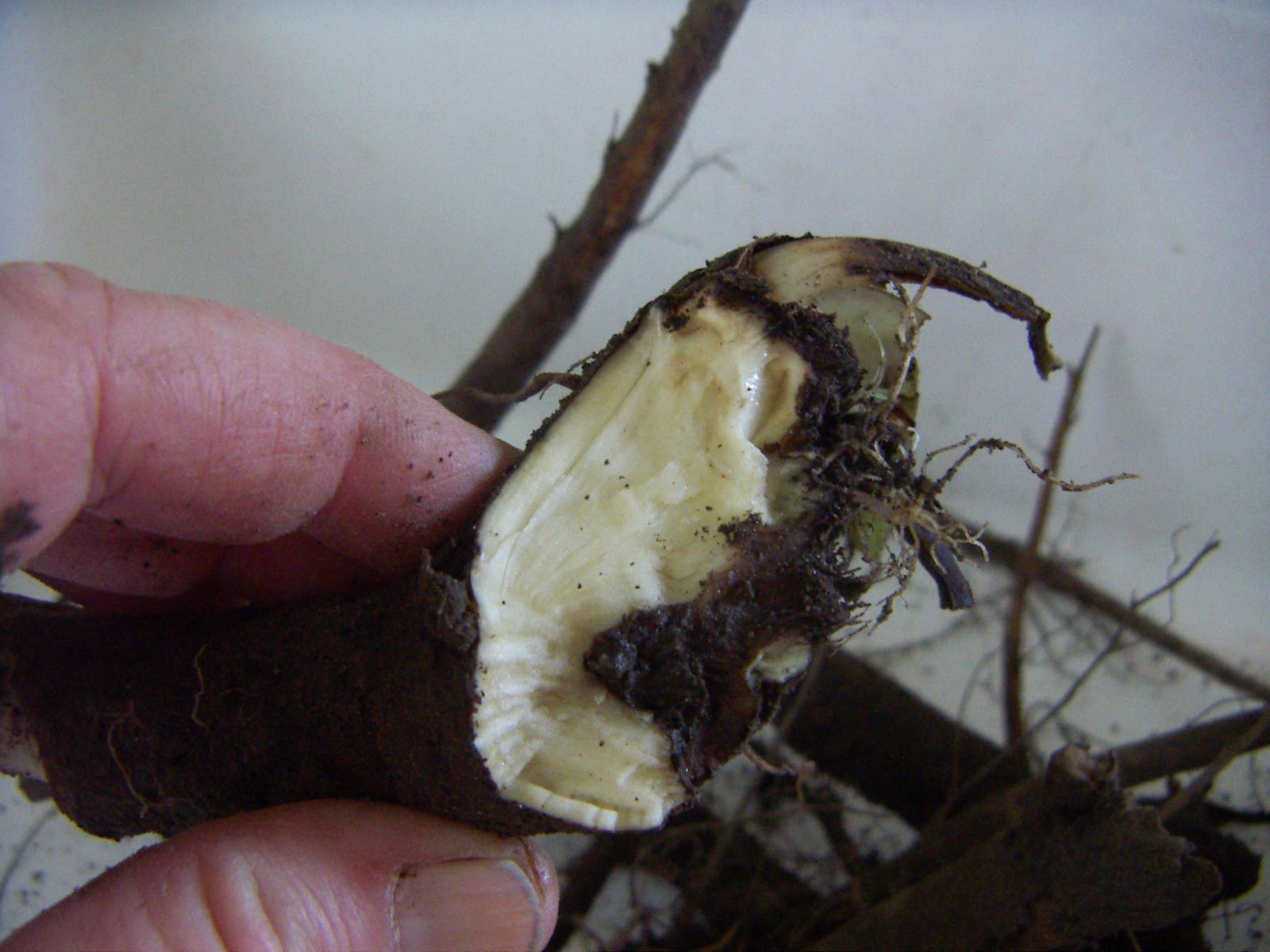 Underground Medicine: Garbling the comfrey roots & a couple of nifty ...