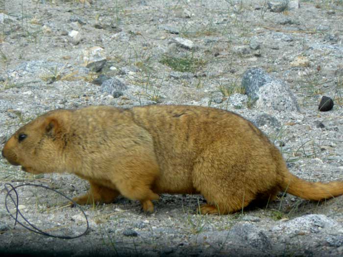 Just About Everything: Animals of Ladakh, India