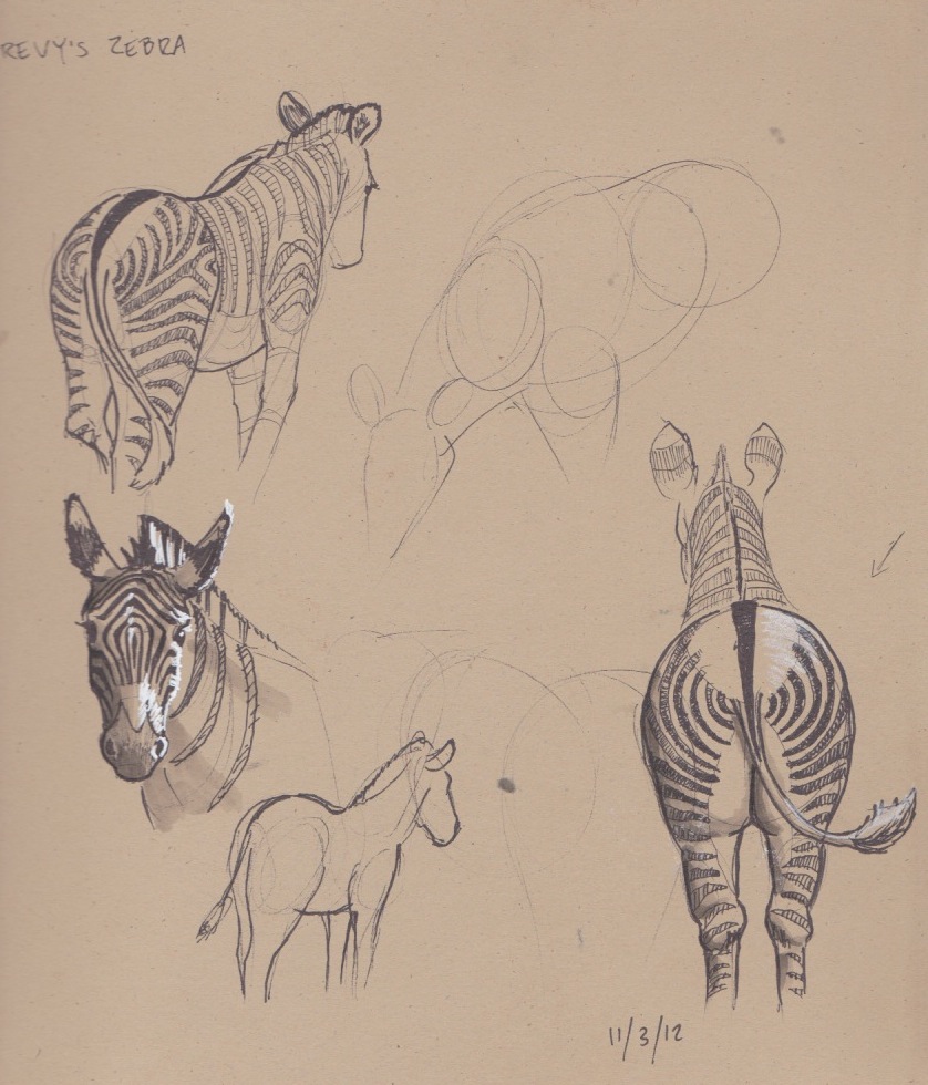 Gina Draws . . .: Dynamic Sketching Week 5 & 6