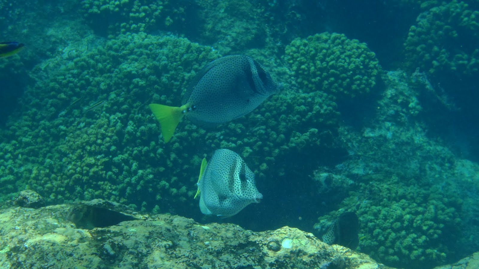 Flora y Fauna de Baja California Sur