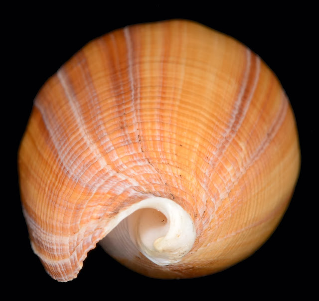 Dr. Lee's Gallery Museum: Conus sulcatus bocki 74.7mm 木乃伊芋螺