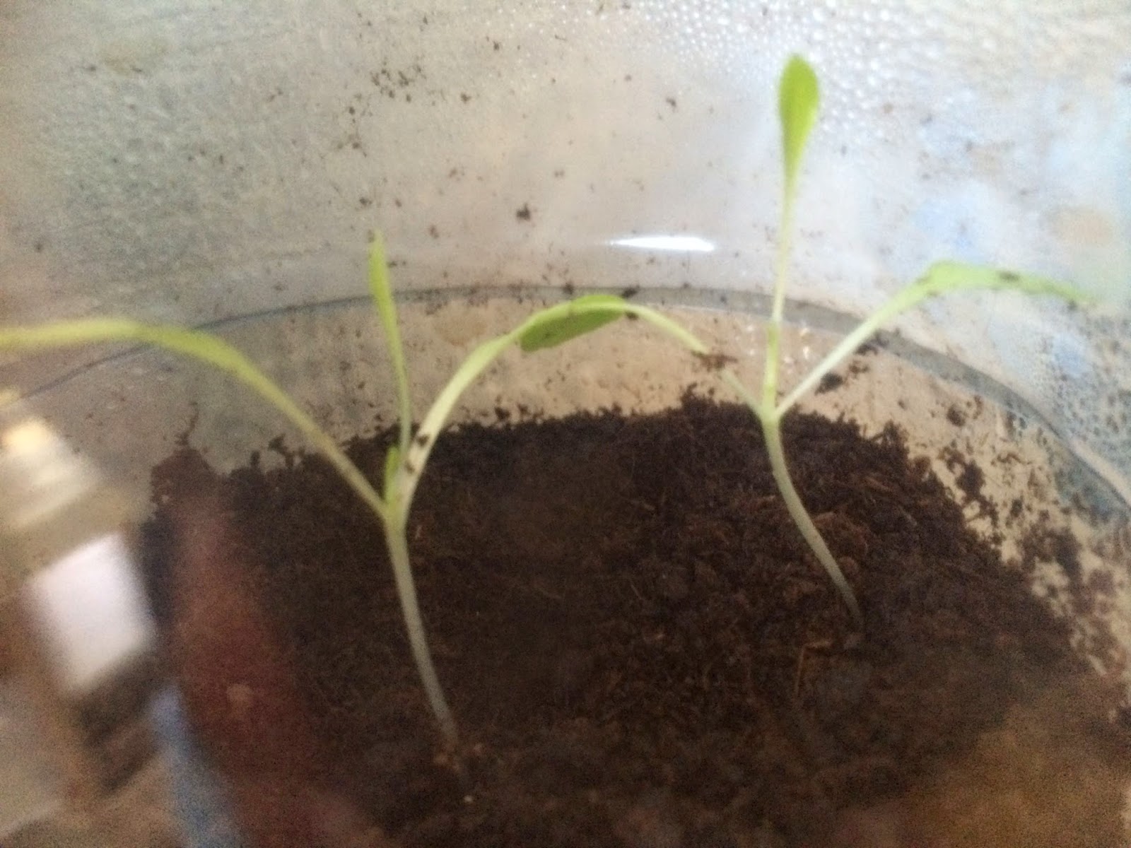 LE POTAGER DE BALCON DE MADAME LAITUE À PARIS : LAITUES : APPARITION D ...