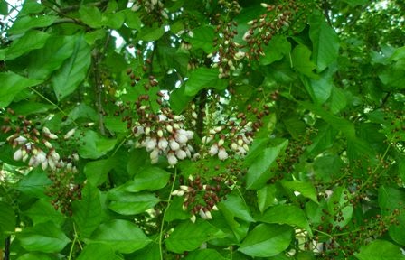 M A N T H A L A W A: මඟුල් කරඳ සහ අහිකුන්ඨිකයෝ | Magul Karanda & Sri ...