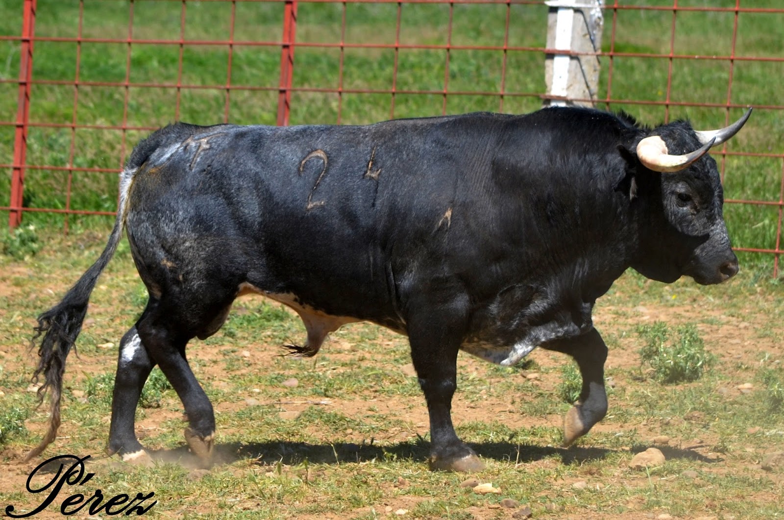 Toros en Andorra 2: Los tres Toros de Los Maños para el desafío de ...